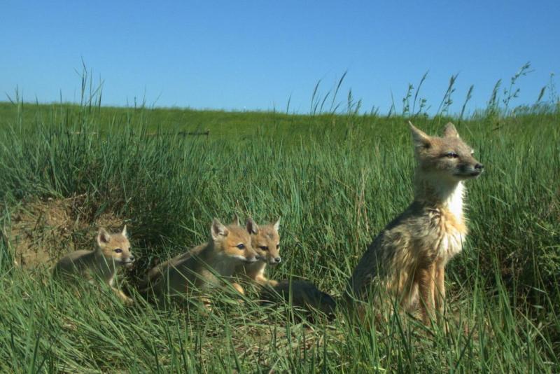 Swift Fox Status on South Dakota’s Grasslands