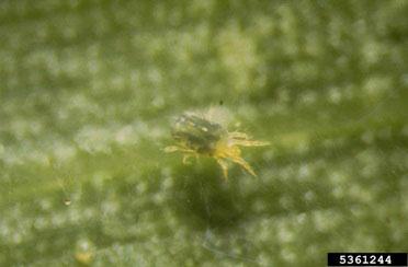 Which mite is it? Identifying the mites in wheat fields