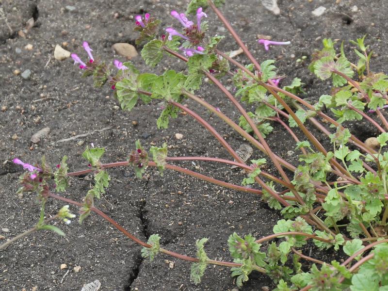 Spring Annual Weeds