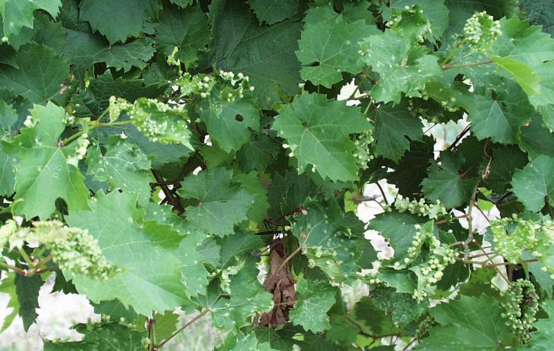 Phylloxera: A Grape Pest