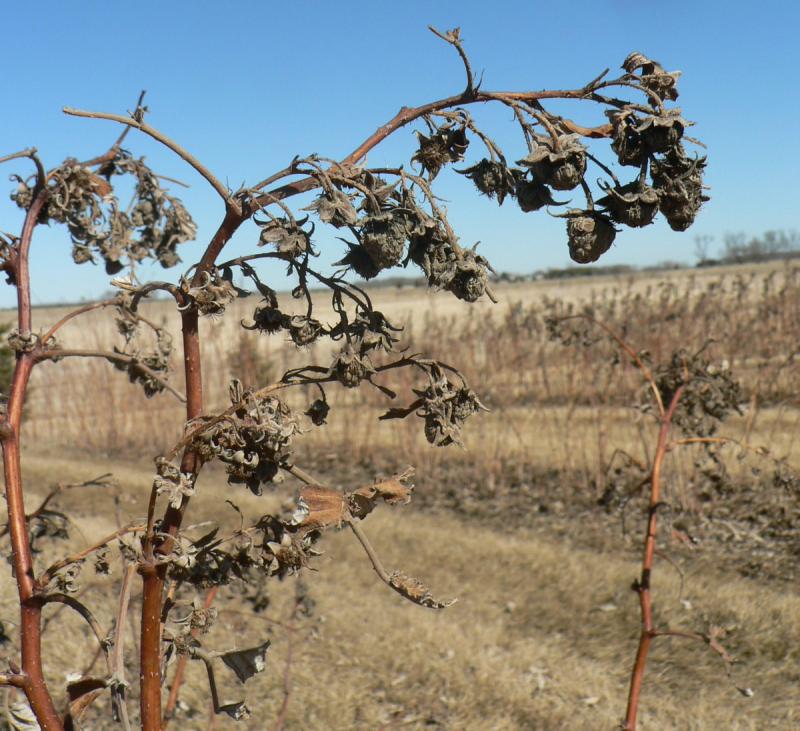 Pruning Red Raspberries