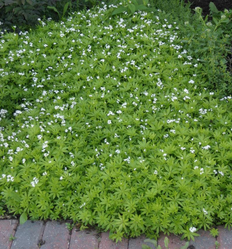 Sweet Woodruff: Attractive Groundcover for Shady Gardens