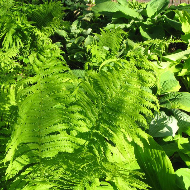 Ferns: A Classic Shade Garden Plant