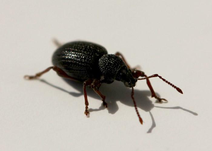 Root Weevils & Imported Longhorned Weevils Finding Their Way Inside
