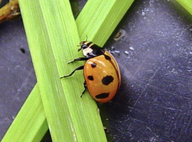 Lady Beetles of South Dakota