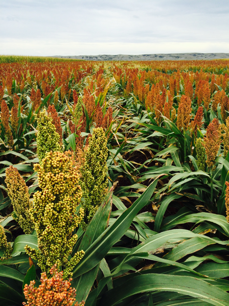 Determining Sorghum Seeding Rate