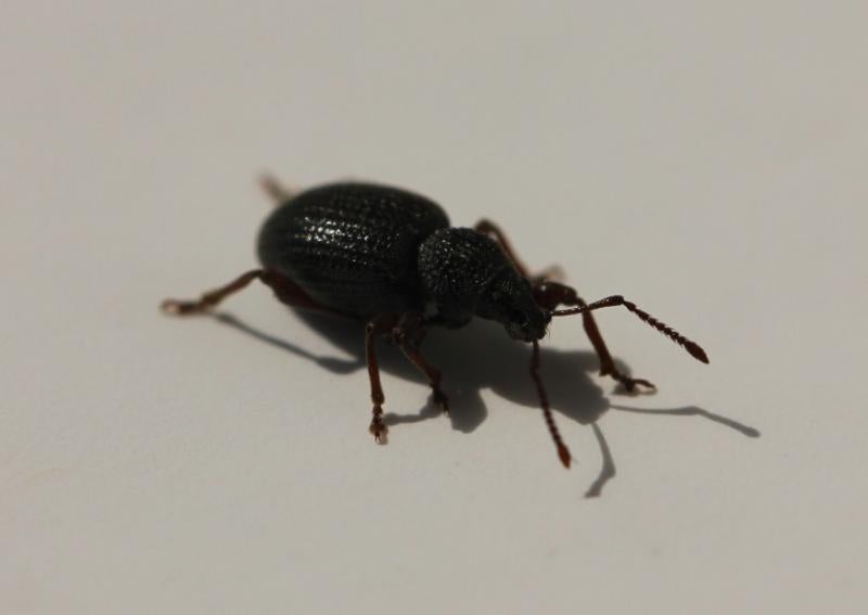 Black Vine Weevils Becoming Active