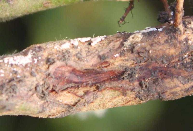 Soybean Gall Midge Larvae Found in South Dakota