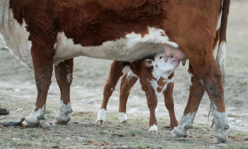 Updated Guidelines for Monitoring Colostrum Consumption and Antibody ...