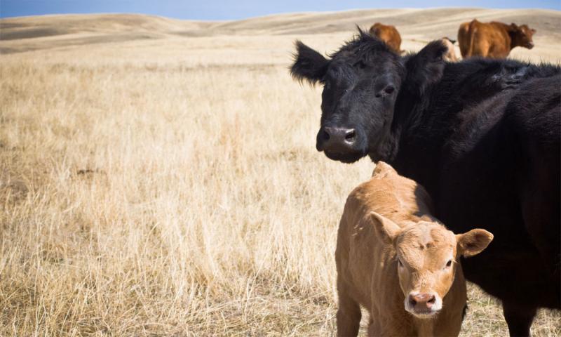 Planning for Breeding Season in Dry Conditions