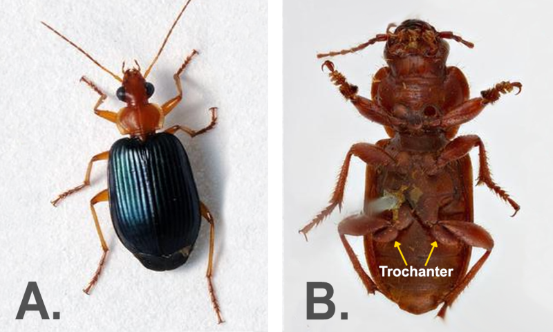 Ground Beetles: Predators That Provide Benefits in Agricultural Landscapes