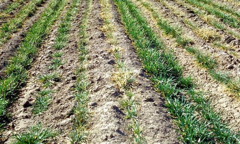 Brown Wheat Mites Active in South Dakota Wheat