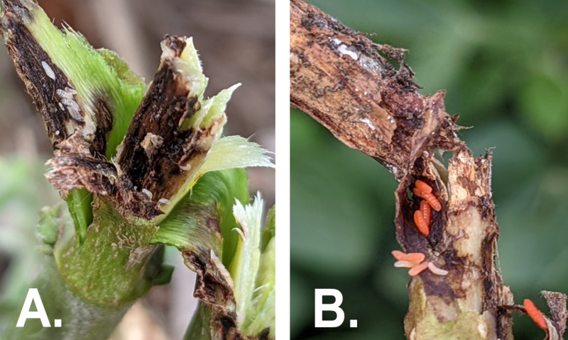 Soybean Gall Midge Larvae Detected in South Dakota Soybean