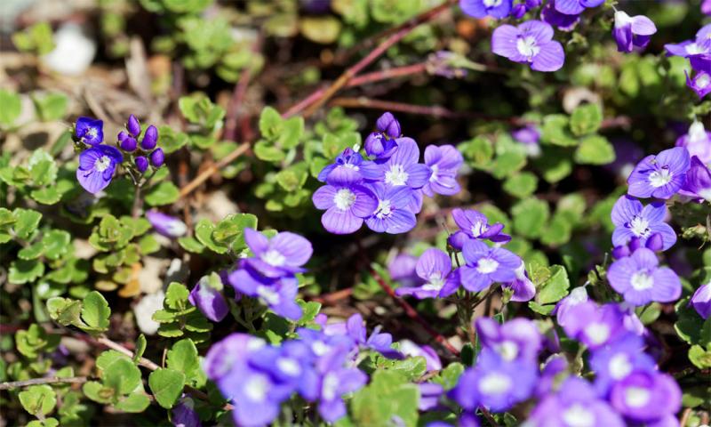 Veronicas Add Variety to Your Perennial Garden