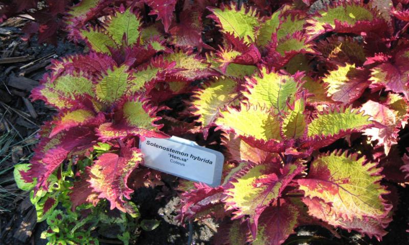 Coleus: A Color for Every Garden