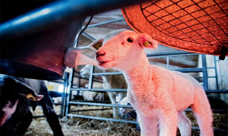 Electrical Safety in the Barn