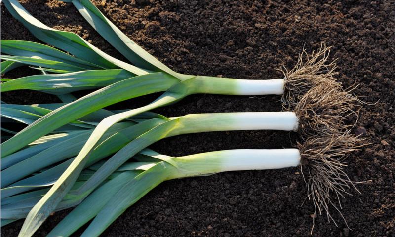 Leeks Harvest And Storage