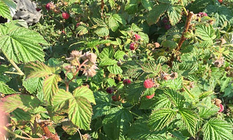 Raspberries: Harvest and Storage