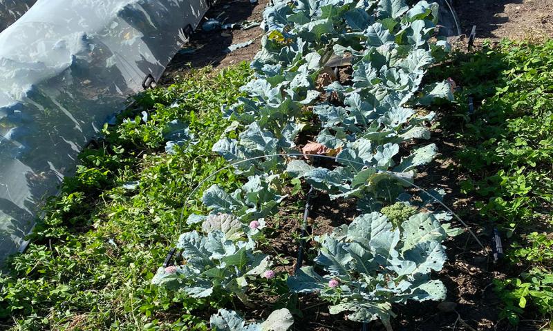Clover Cover Crops as a Living Mulch for Broccoli Production in Eastern ...