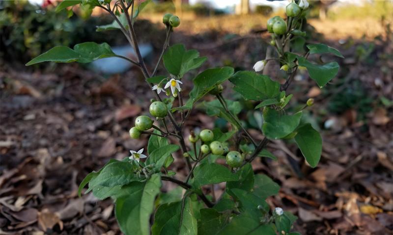 Understanding Eastern Black Nightshade: A Comprehensive Guide for Gardeners