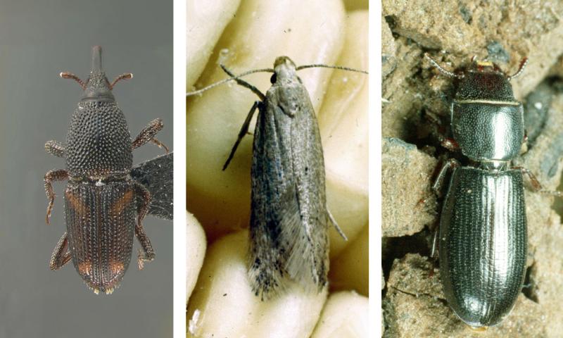 Common Stored Grain Insect Pests