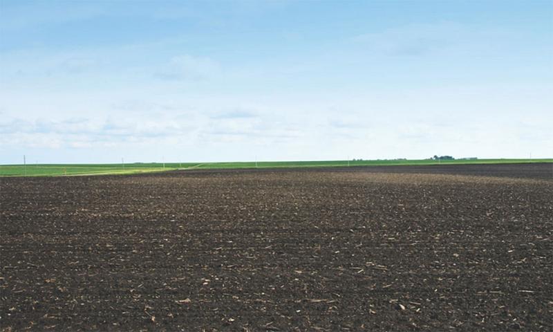 Conventional Soybean Weed Management