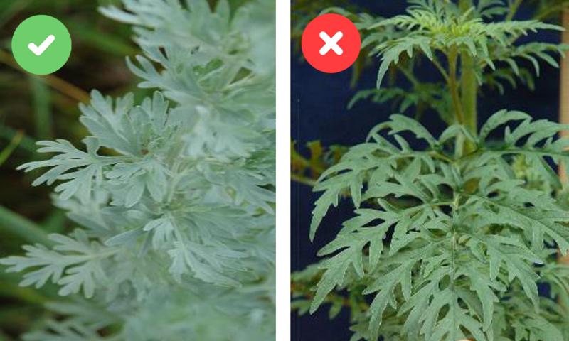 Absinth Wormwood Control in the Spring