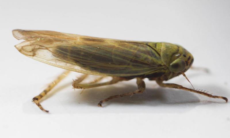 Aster Leafhoppers Showing up in South Dakota Wheat
