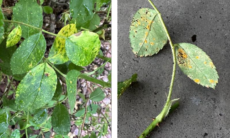 Rose Rust