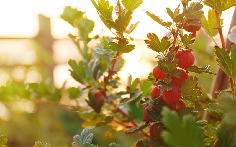 Gooseberry: How to Grow It