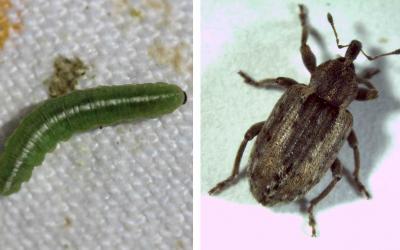 Managing Flooded Alfalfa