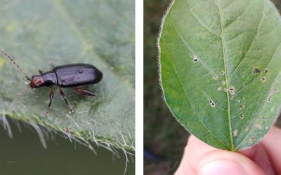 Monitor Soybean for Defoliating Insects