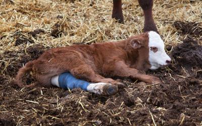 Lameness in Cattle: Causes Associated With Injury