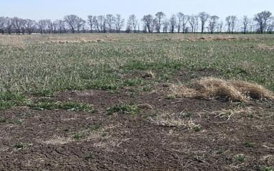 Weed Control: Noxious Weeds
