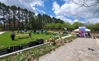 Insecticides for Protecting Pine Trees from Mountain Pine Beetle