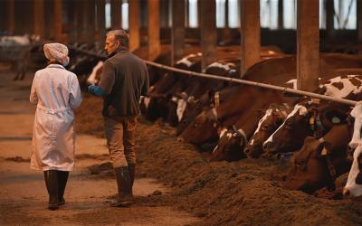 Calving in Dairy Cows: Step by Step