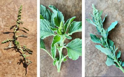 Vegetative Identification of Palmer Amaranth, Waterhemp, and Redroot ...