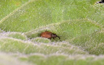 Red Sunflower Seed Weevils Emerging in South Dakota