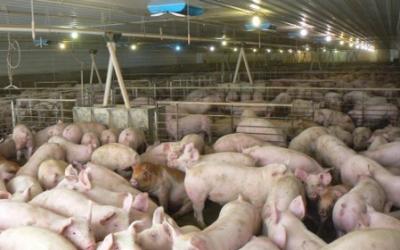 Calving in Dairy Cows: Step by Step