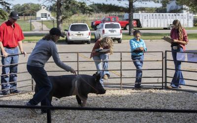 4-H Swine Project