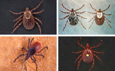 Fall Frost Tolerance of Common Vegetables