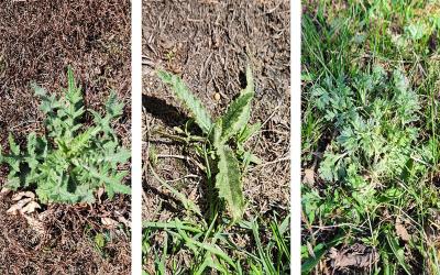 Herbicide Group Classification