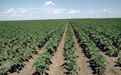 Herbicide Group Classification