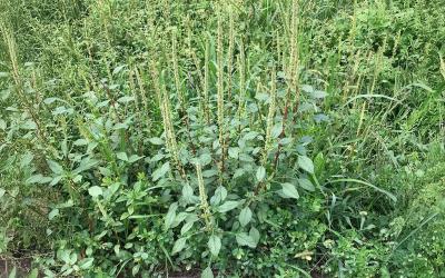 Identification and management of common ragweed and giant ragweed