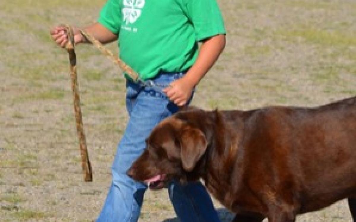 Competitions & State Fair