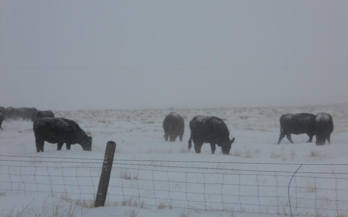 The Lasting Effects of Overgrazing on Rangeland Ecosystems