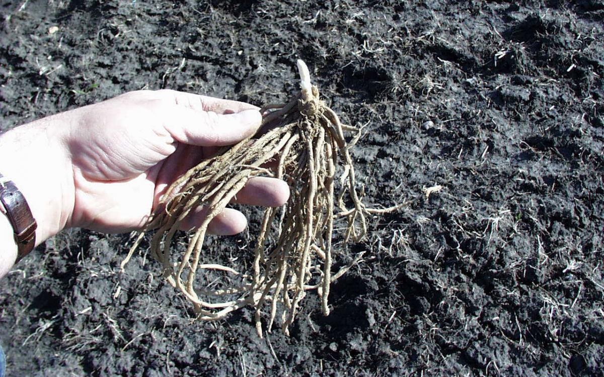 Gooseberry: How to Grow It