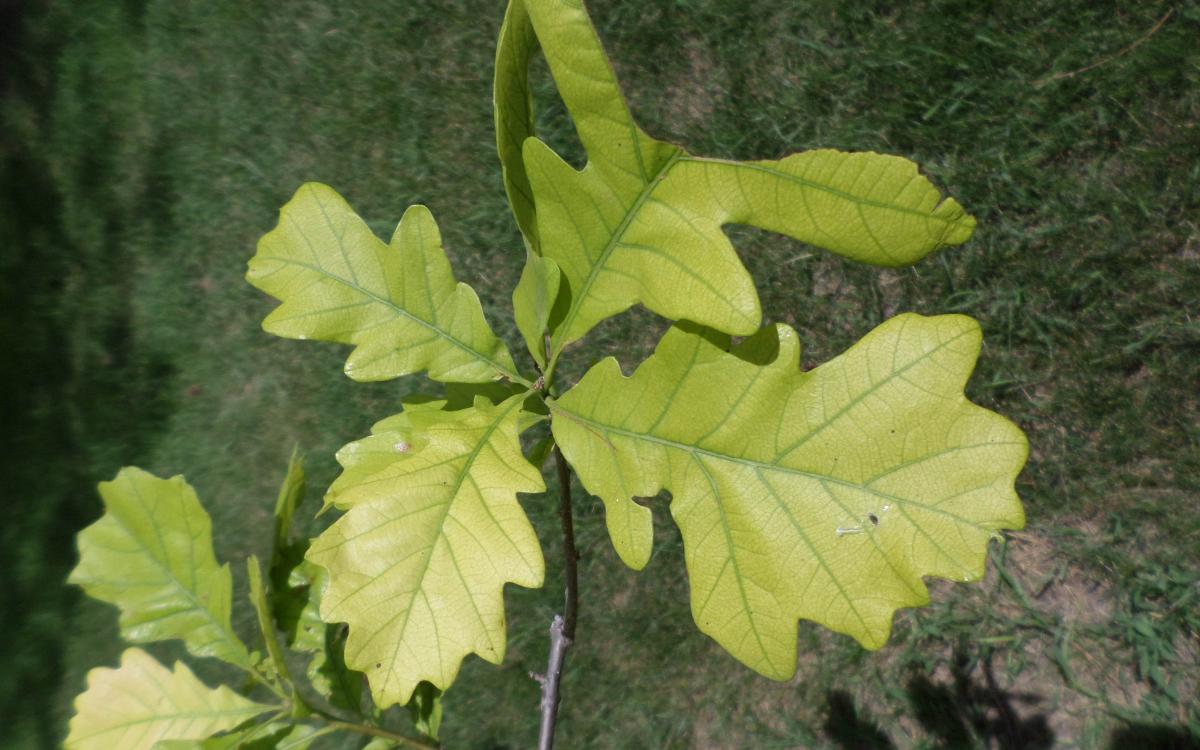 Shrub | SDSU Extension