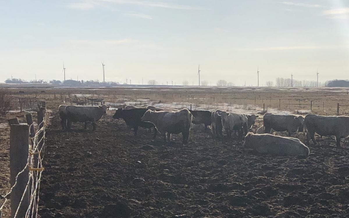 Mud and Lameness in Beef Cattle
