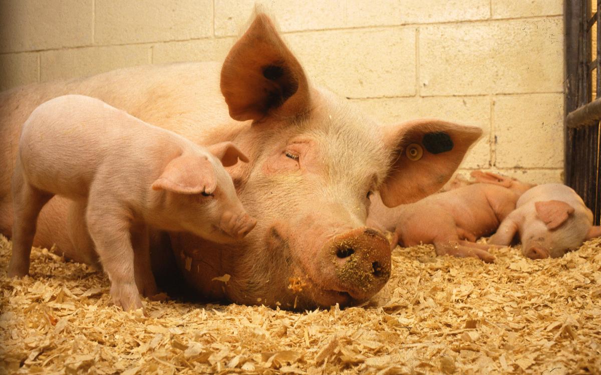 Introducing PQA Plus Version 5.0